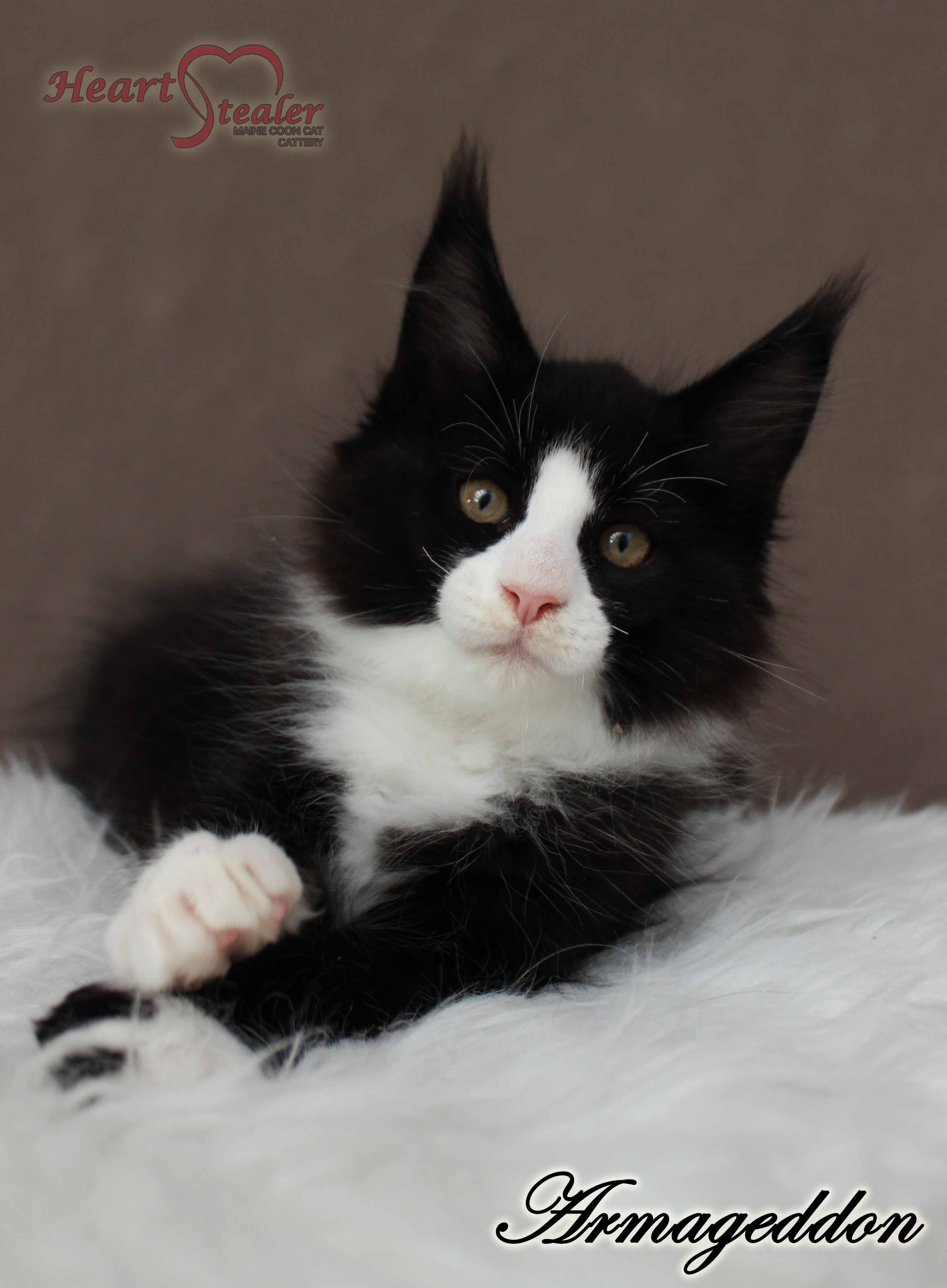 Armageddon :: Heart Stealer Maine Coon Cat Cattery