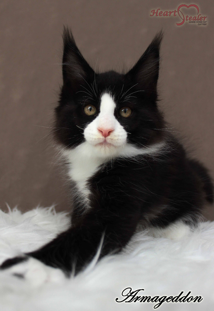 Armageddon :: Heart Stealer Maine Coon Cat Cattery