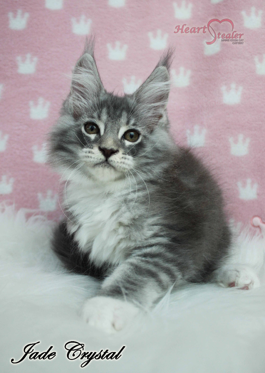 Jade Crystal :: Heart Stealer Maine Coon Cat Cattery