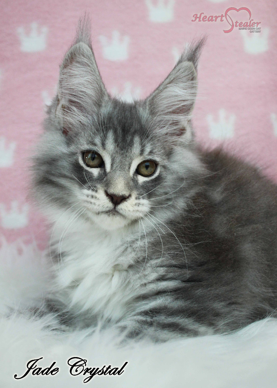Jade Crystal :: Heart Stealer Maine Coon Cat Cattery