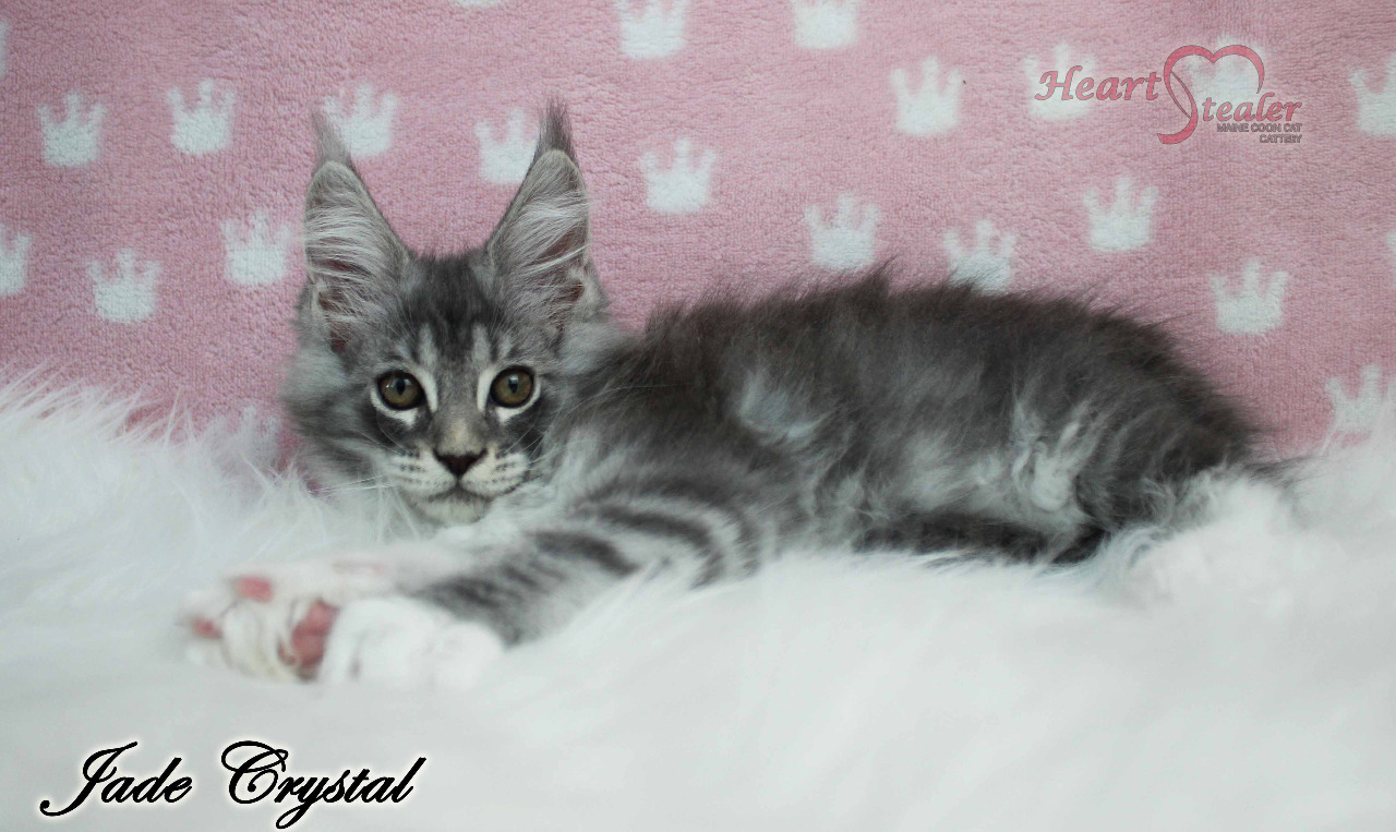 Jade Crystal :: Heart Stealer Maine Coon Cat Cattery