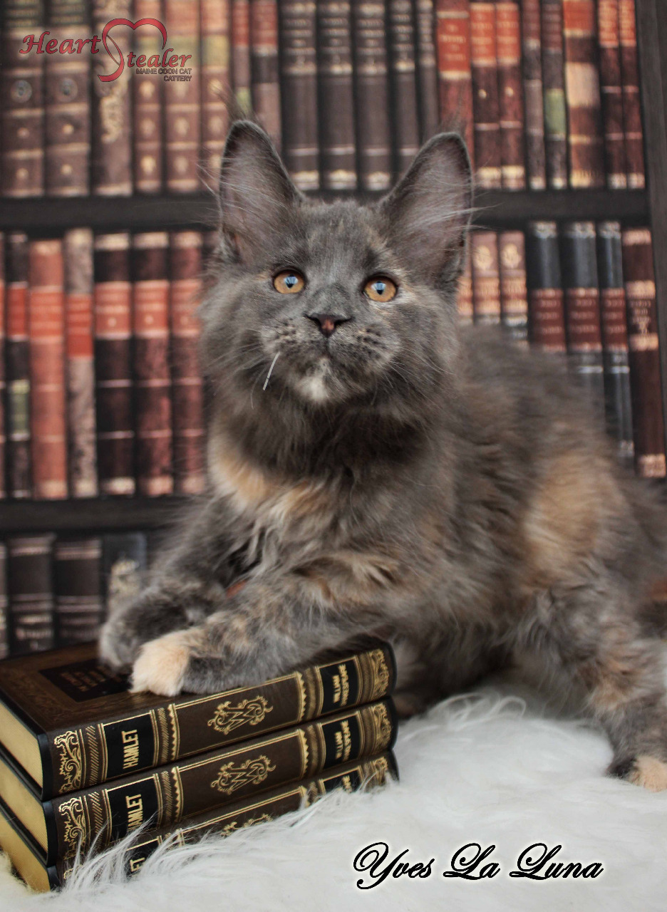 Yves La Luna :: Heart Stealer Maine Coon Cat Cattery