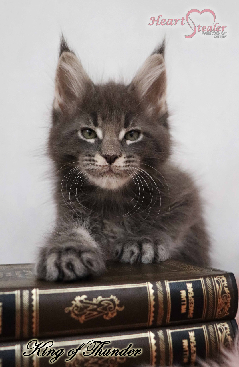 King of Thunder :: Heart Stealer Maine Coon Cat Cattery