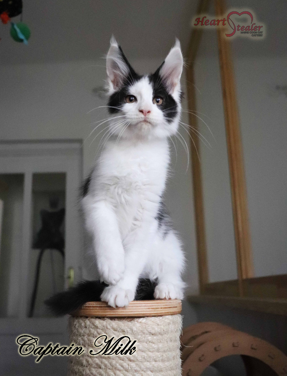 Captain Milk :: Heart Stealer Maine Coon Cat Cattery