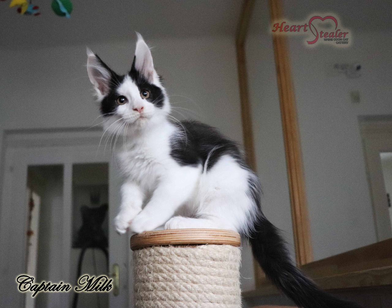 Captain Milk :: Heart Stealer Maine Coon Cat Cattery