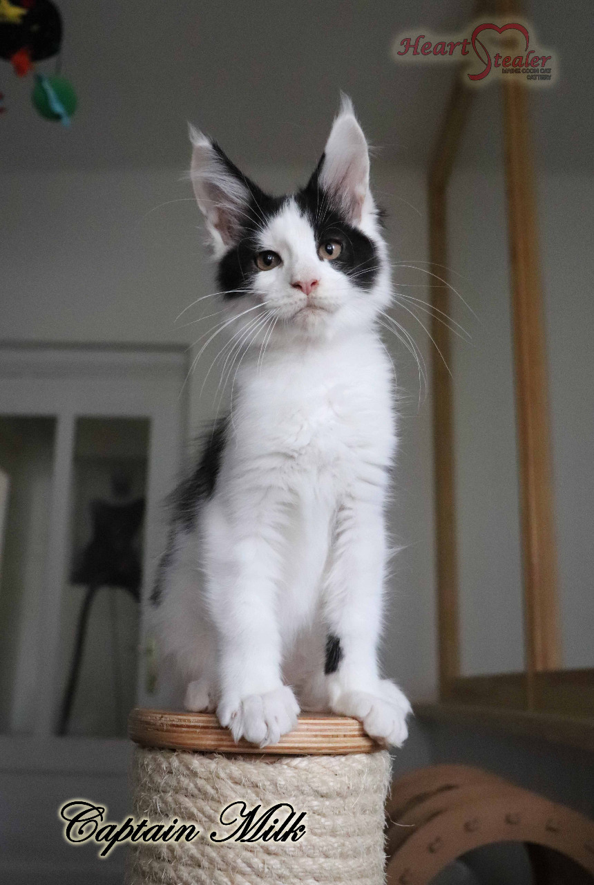 Captain Milk :: Heart Stealer Maine Coon Cat Cattery
