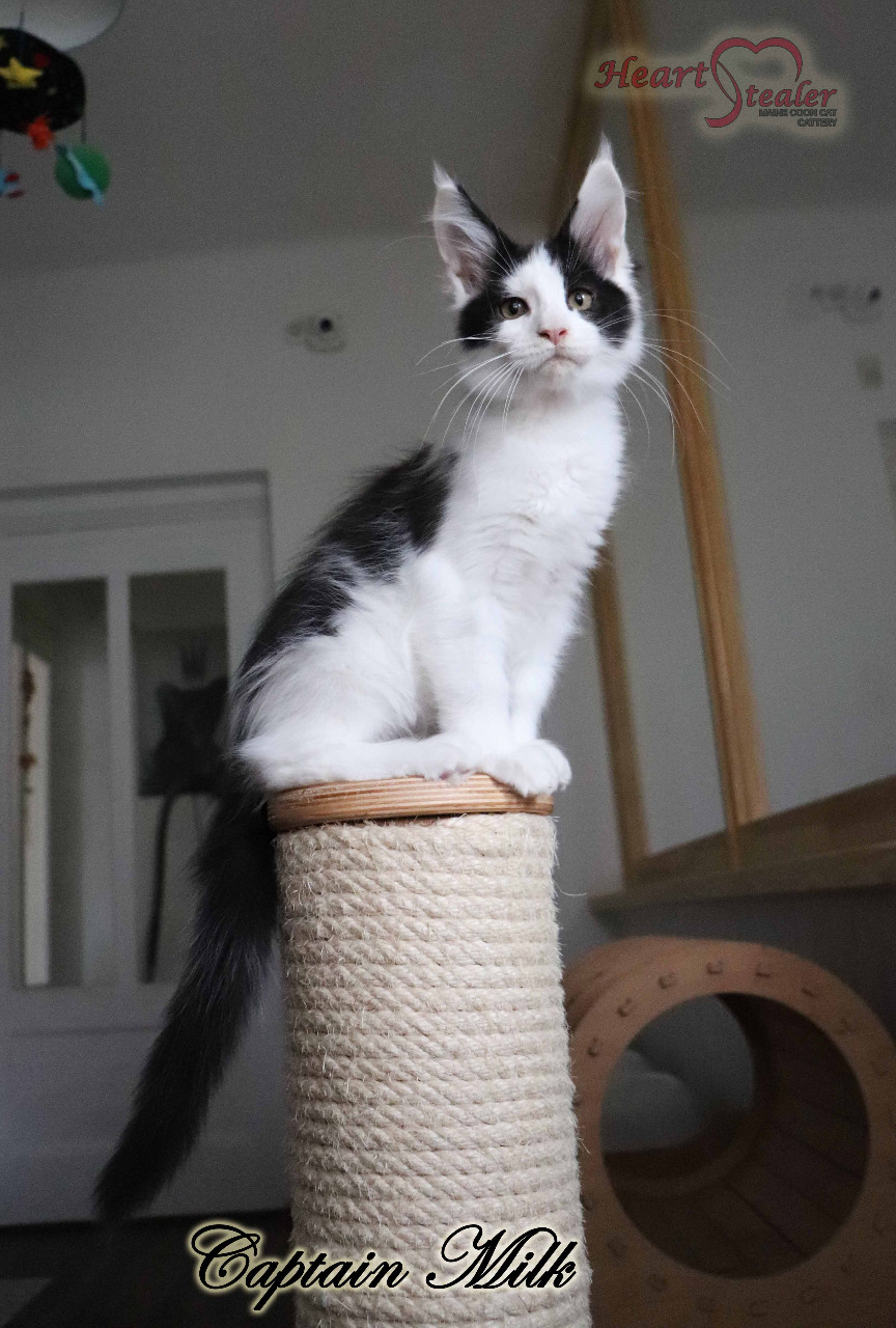 Captain Milk :: Heart Stealer Maine Coon Cat Cattery