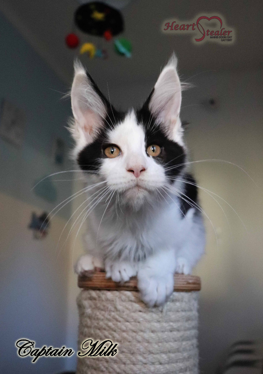 Captain Milk :: Heart Stealer Maine Coon Cat Cattery