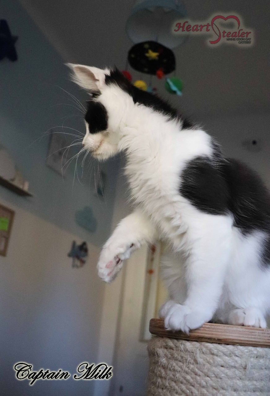 Captain Milk :: Heart Stealer Maine Coon Cat Cattery