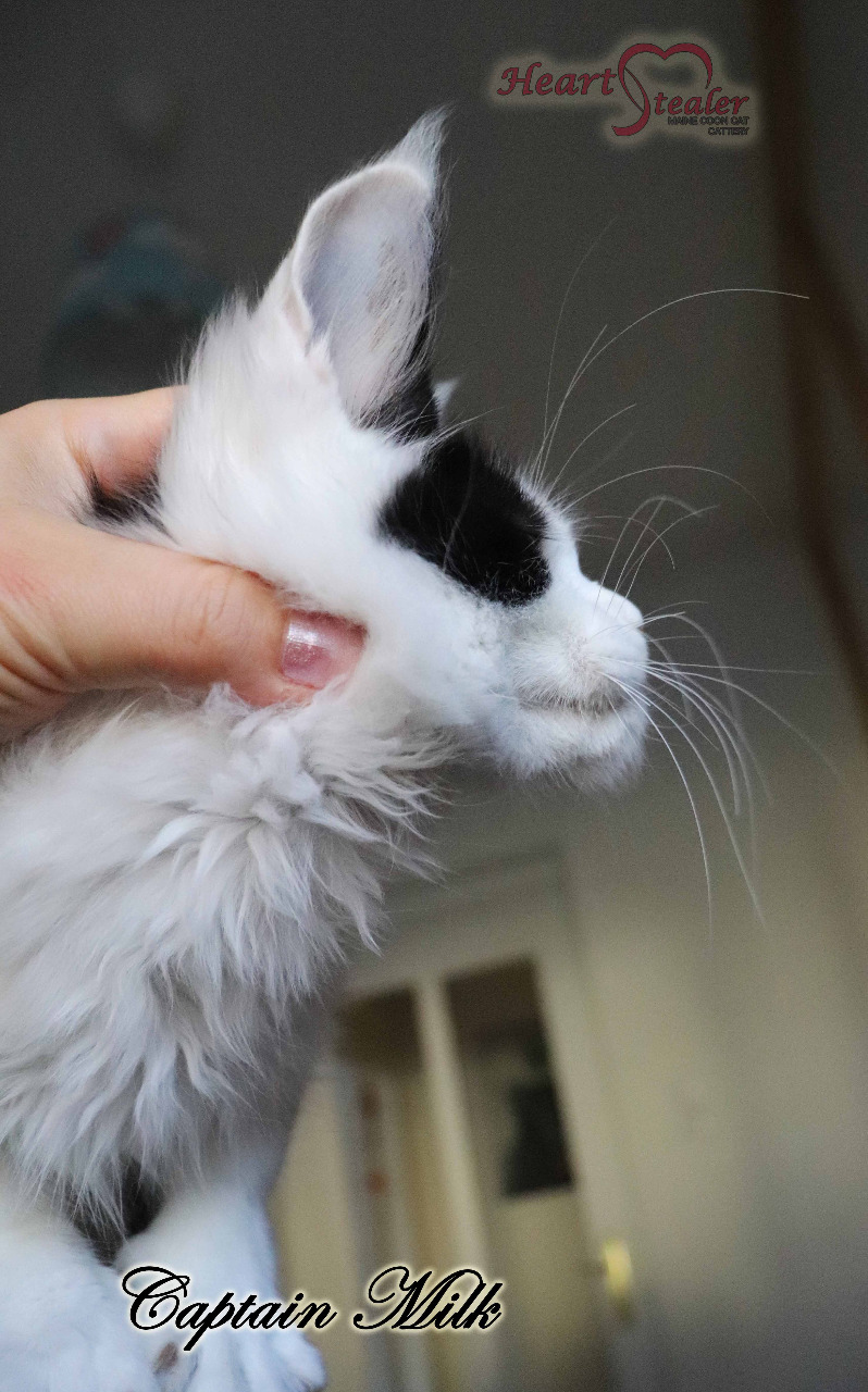Captain Milk :: Heart Stealer Maine Coon Cat Cattery